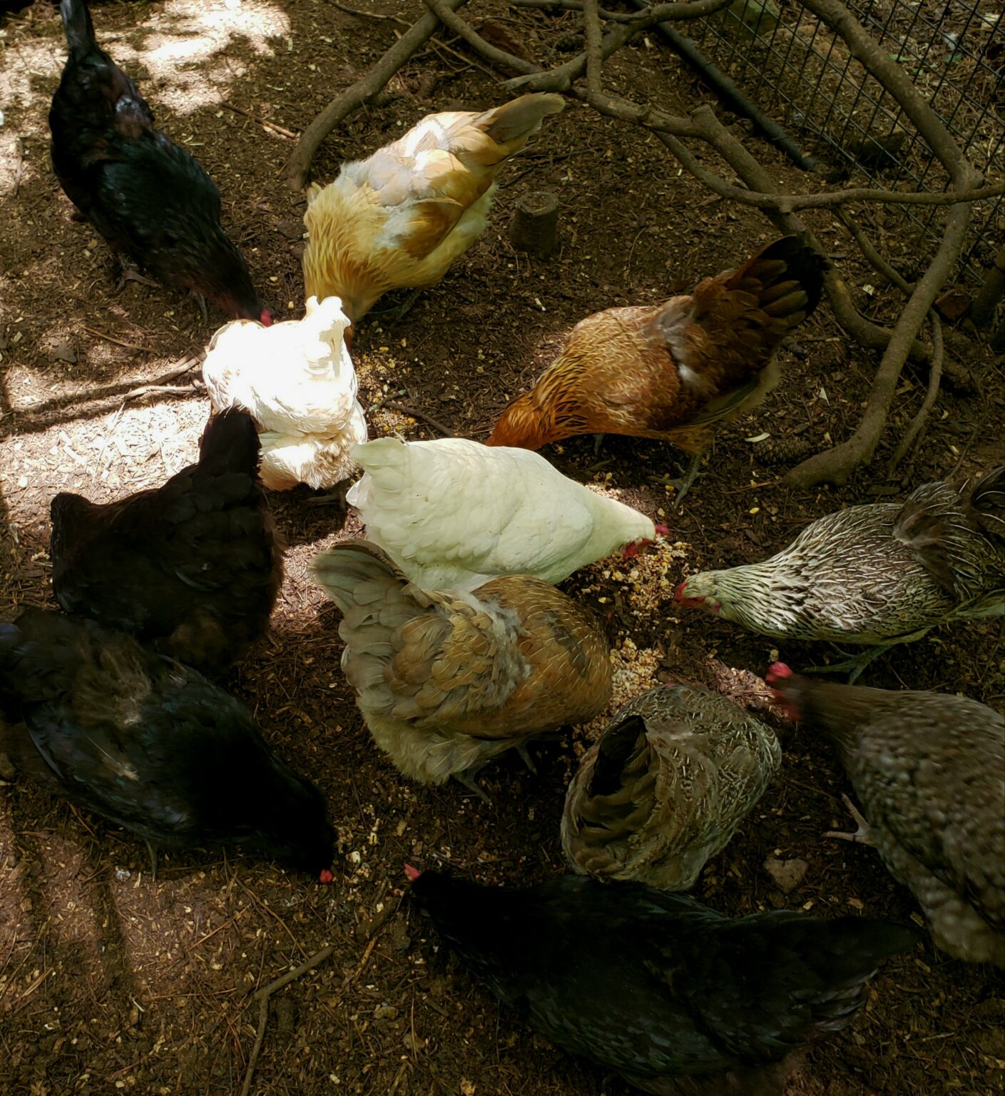 Can You Feed Chickens Bread? The do’s and don’ts – Good Chicken Gardens ...