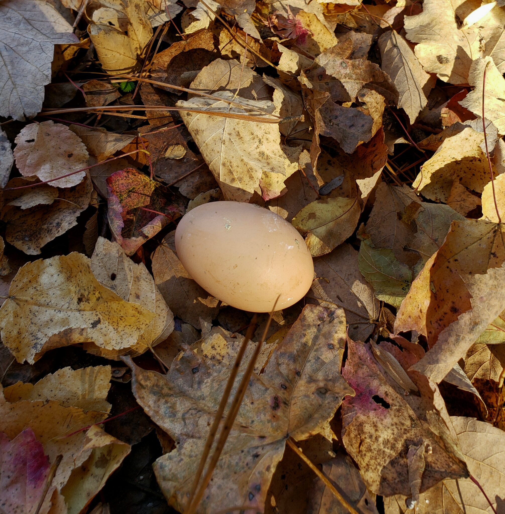 5 Easy Ways to Stop Crows from Stealing Chicken Eggs – Good Chicken ...